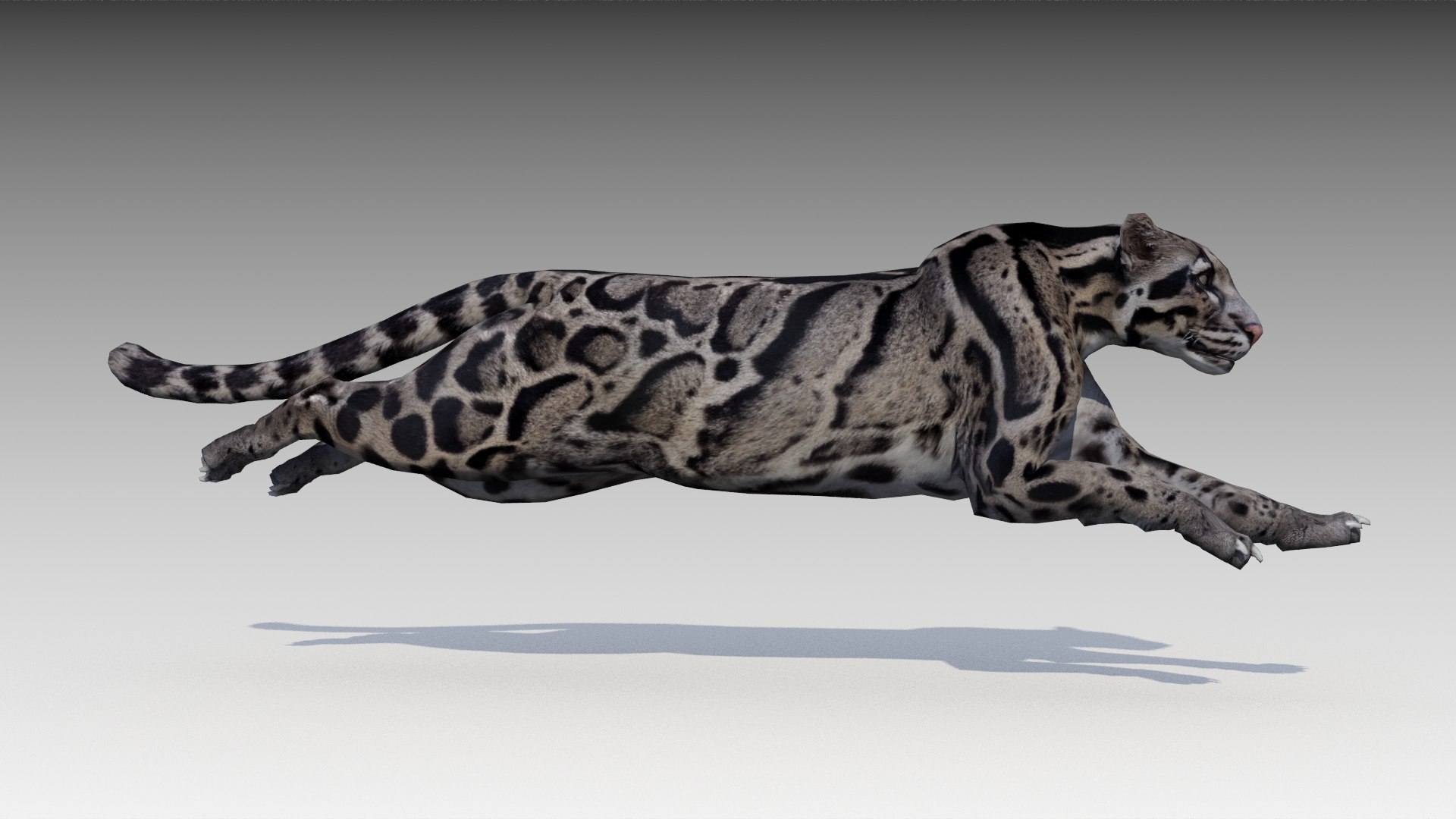 Clouded Leopard 3D - TurboSquid 1621908