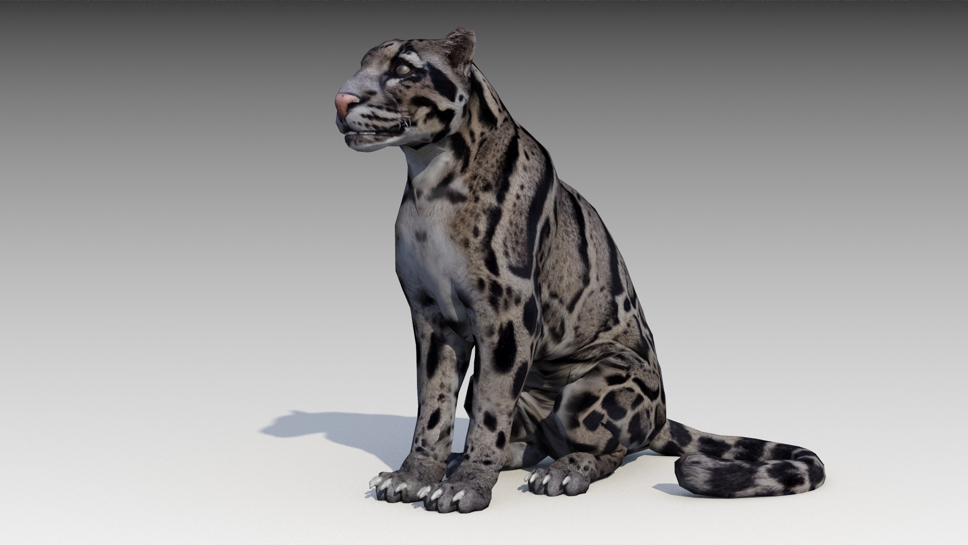 Clouded Leopard 3D - TurboSquid 1621908