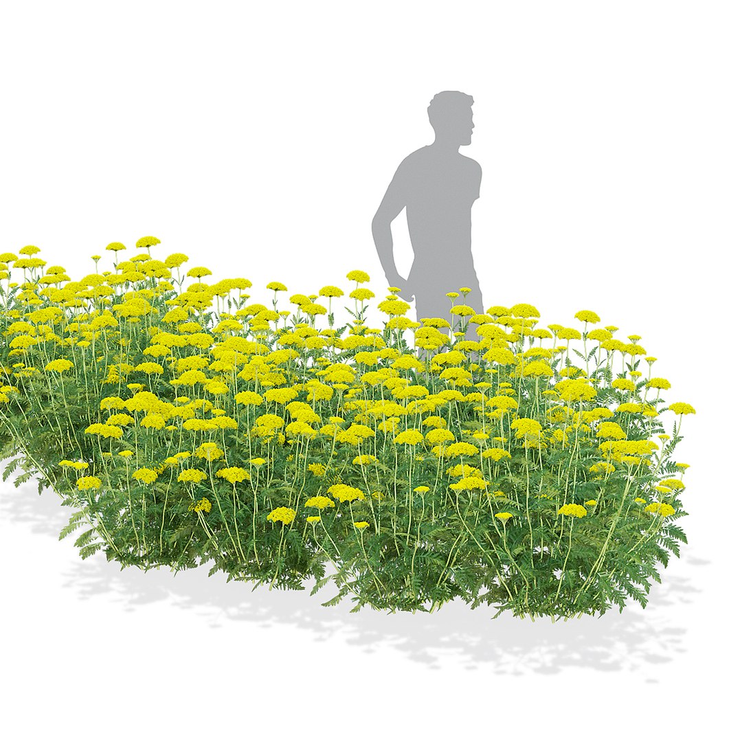 Achillea filipendulina flower 3D model - TurboSquid 1988563
