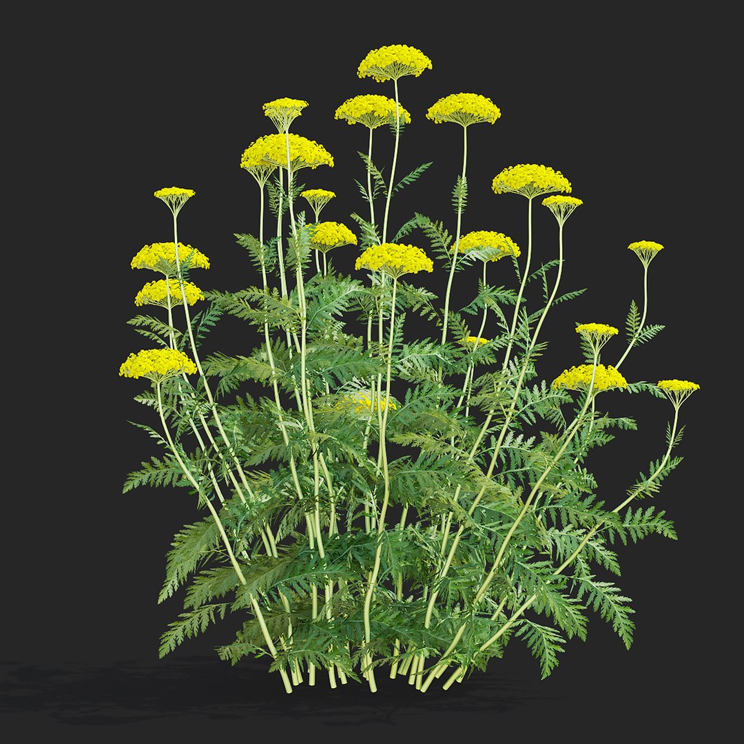 Achillea filipendulina flower 3D model - TurboSquid 1988563