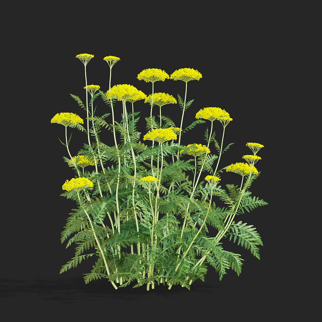 Achillea filipendulina flower 3D model - TurboSquid 1988563