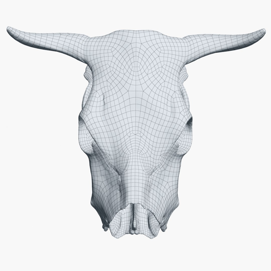 Cow Skull 3d Model