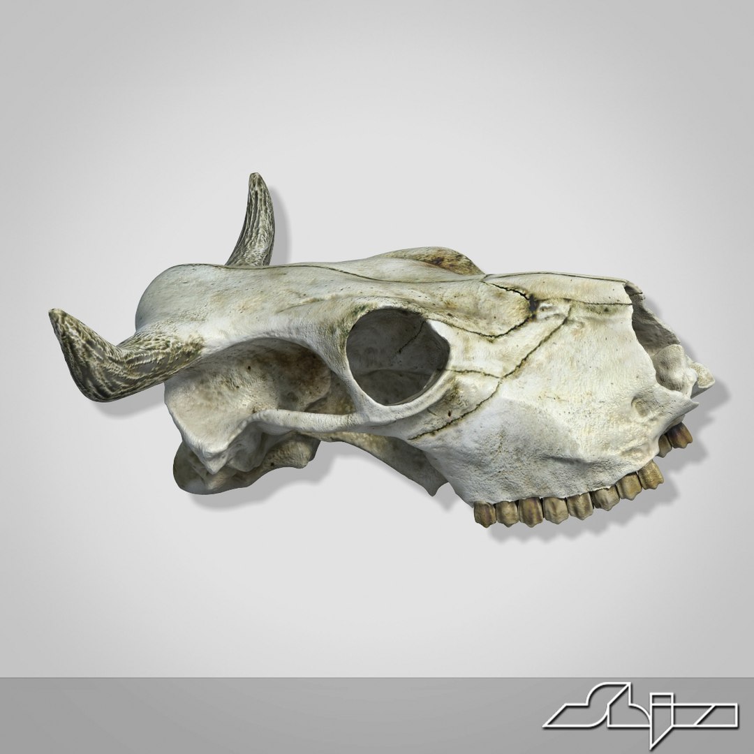 Cow Skull 3d Model