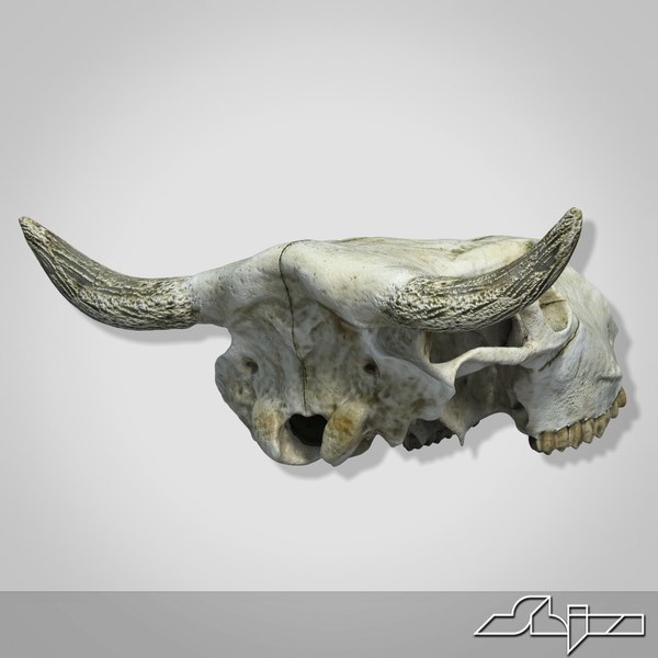 cow skull 3d model