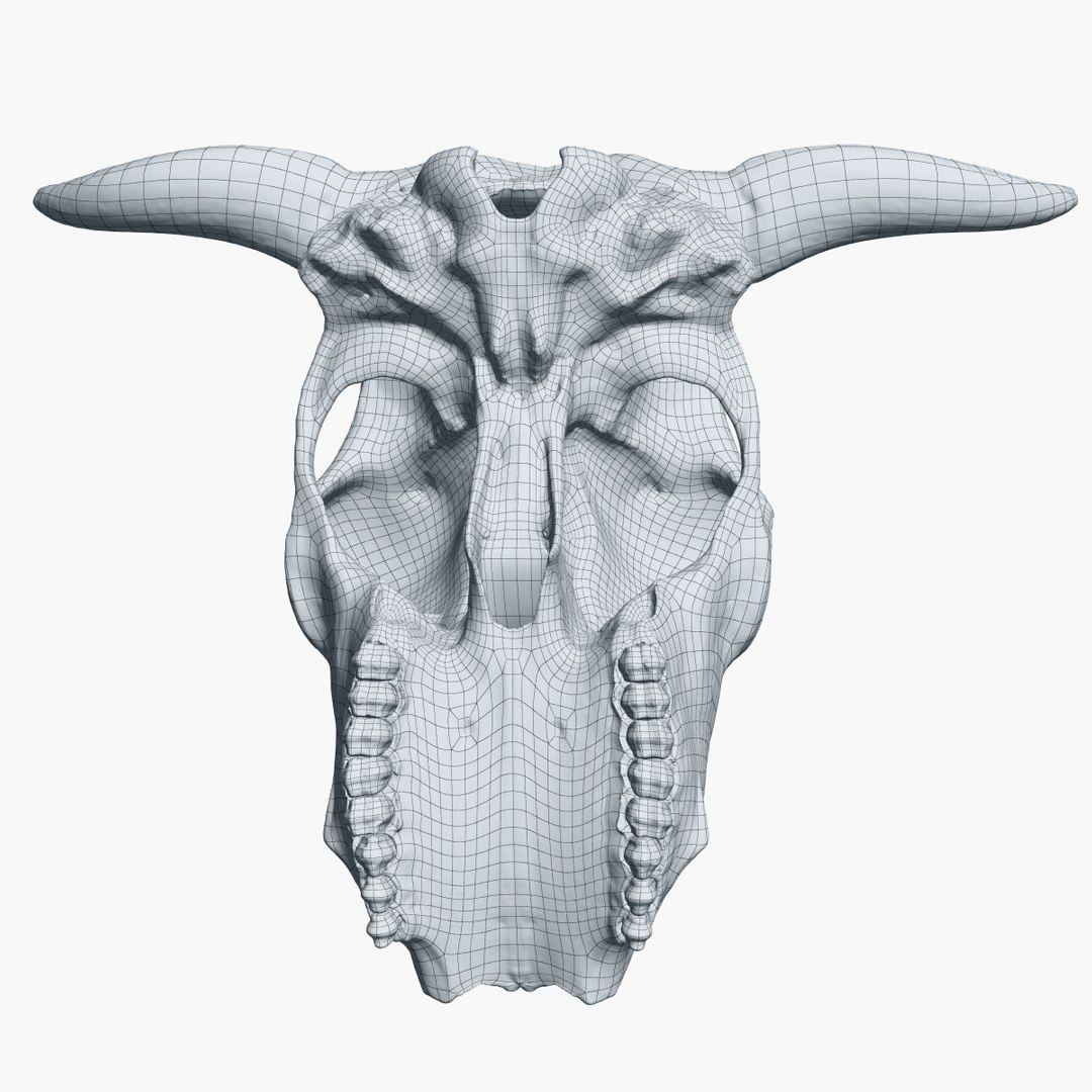 Cow Skull 3d Model