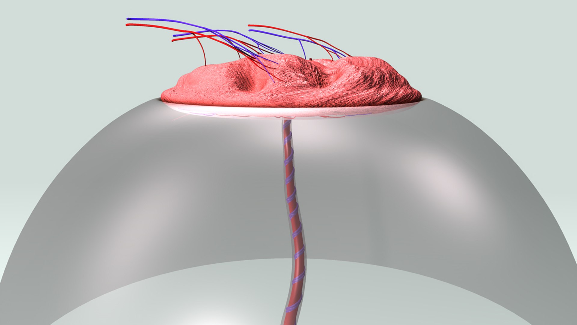 Plasenta Structure 3d Obj