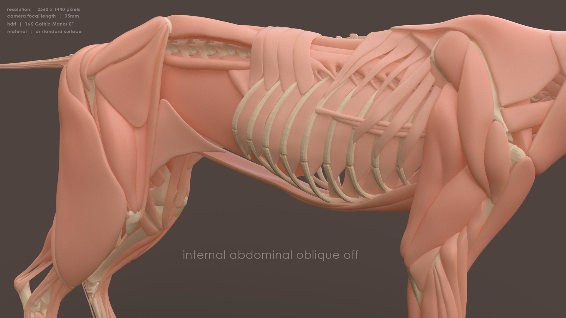 Iberian Lynx Bone and Muscle System for Dynamic simulation model ...