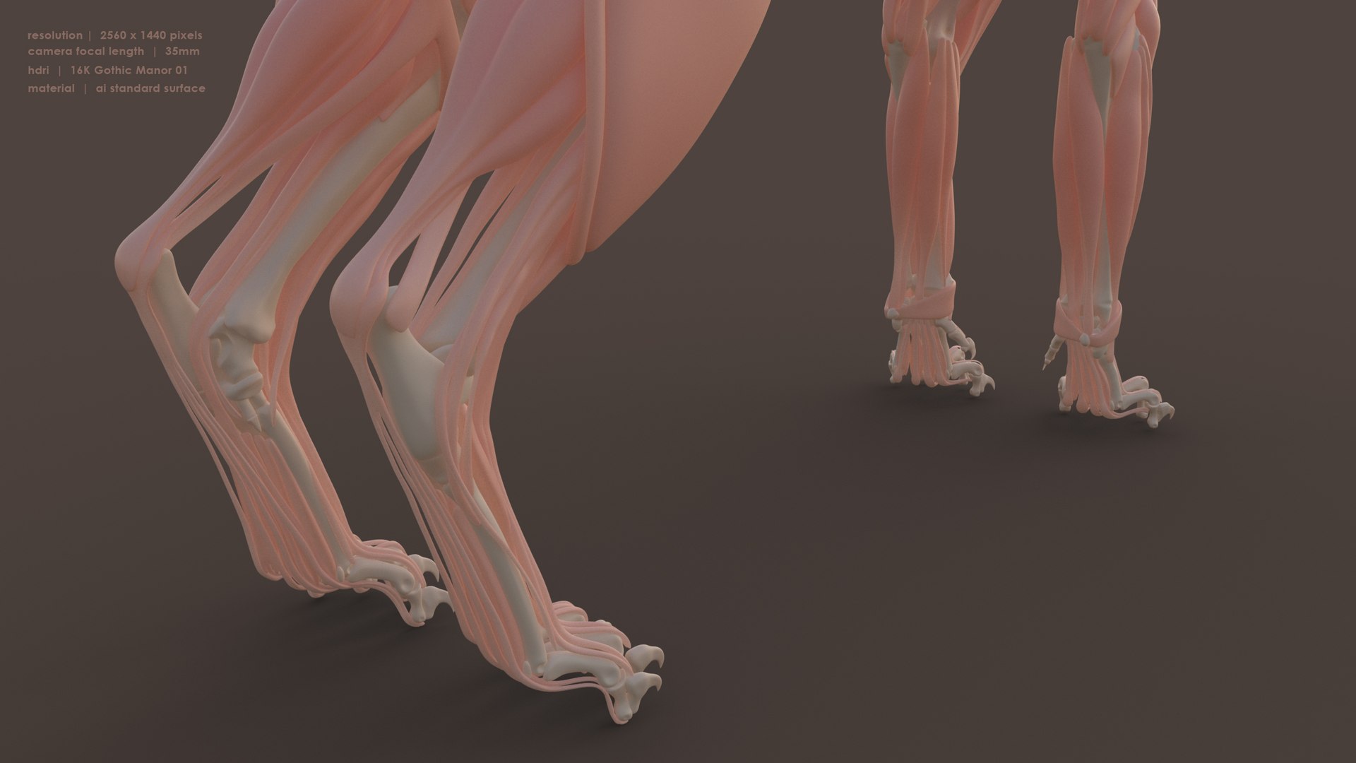 Iberian Lynx Bone and Muscle System for Dynamic simulation model ...