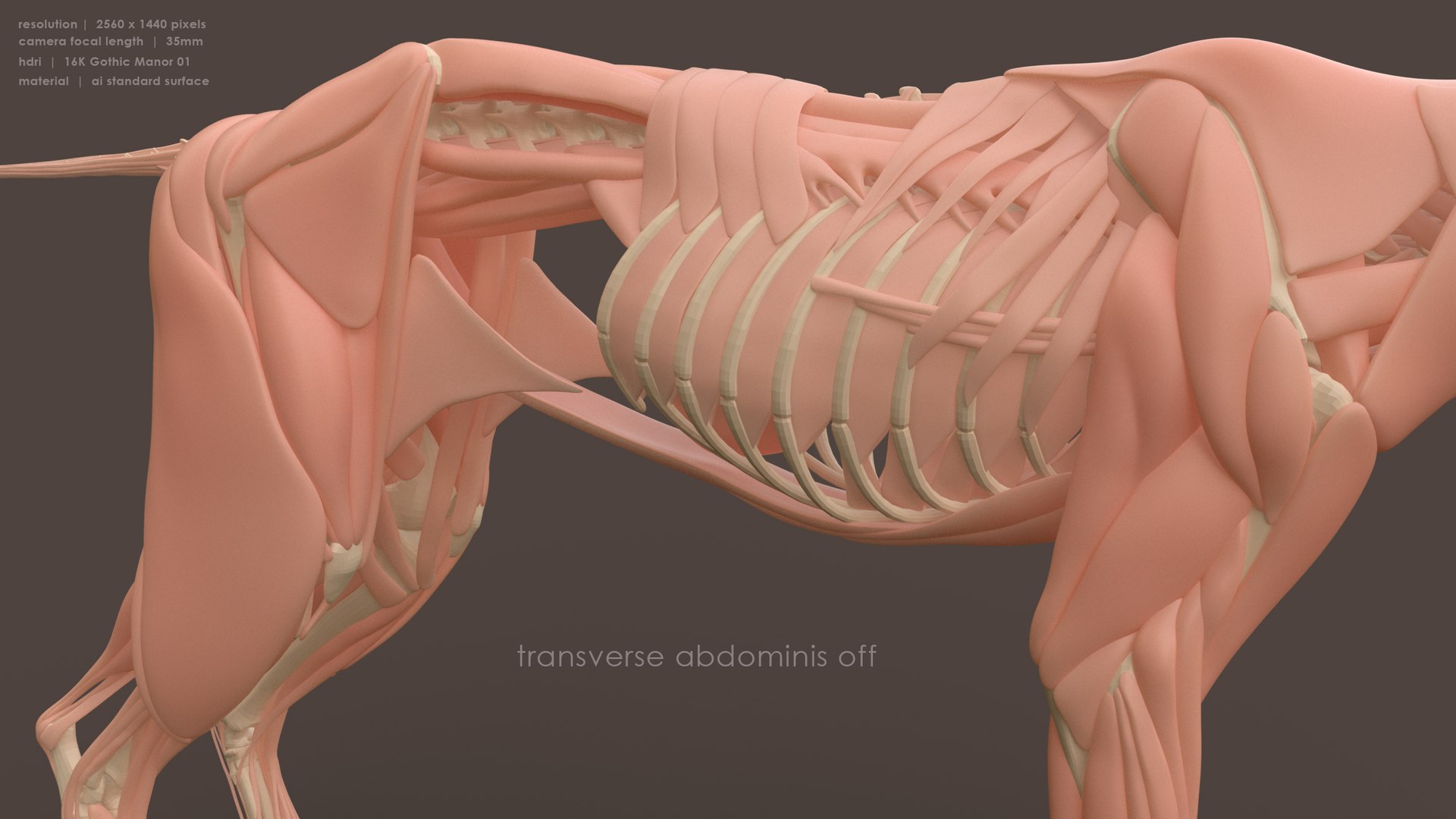 Iberian Lynx Bone and Muscle System for Dynamic simulation model ...