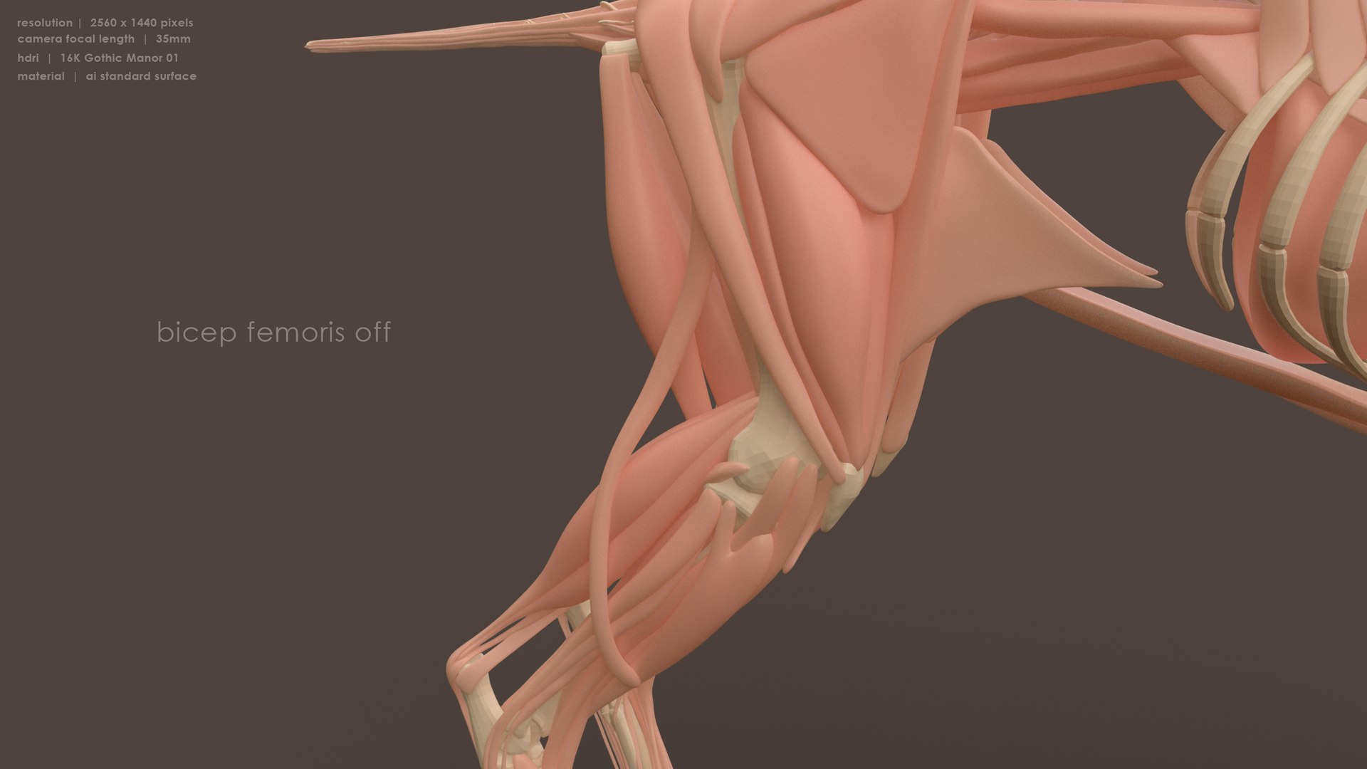 Iberian Lynx Bone and Muscle System for Dynamic simulation model ...