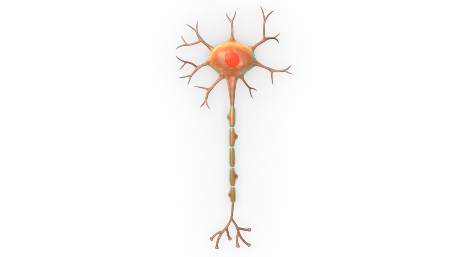 Structure Of Neuron 3d Neuron Structure: Axon And Nerve Cell Body