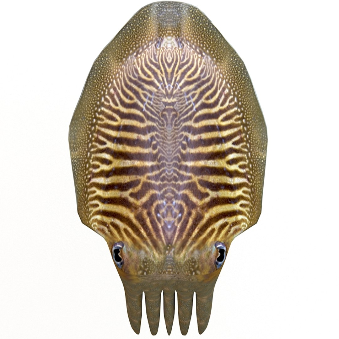 3d Cuttlefish Fish