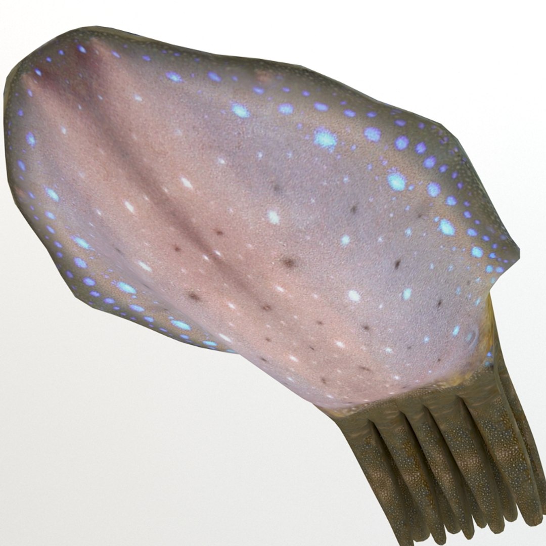 3d Cuttlefish Fish