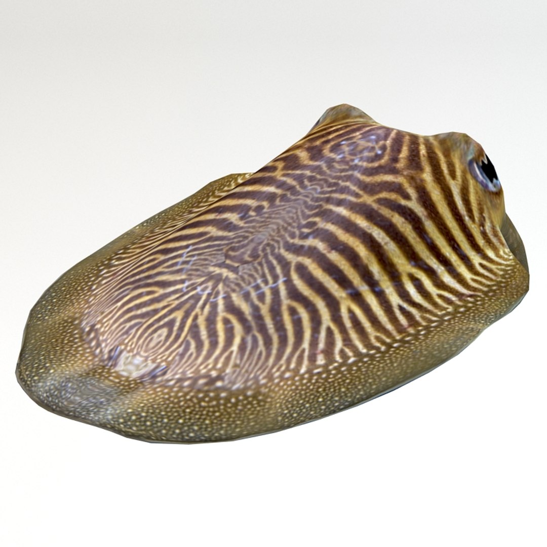 3d Cuttlefish Fish