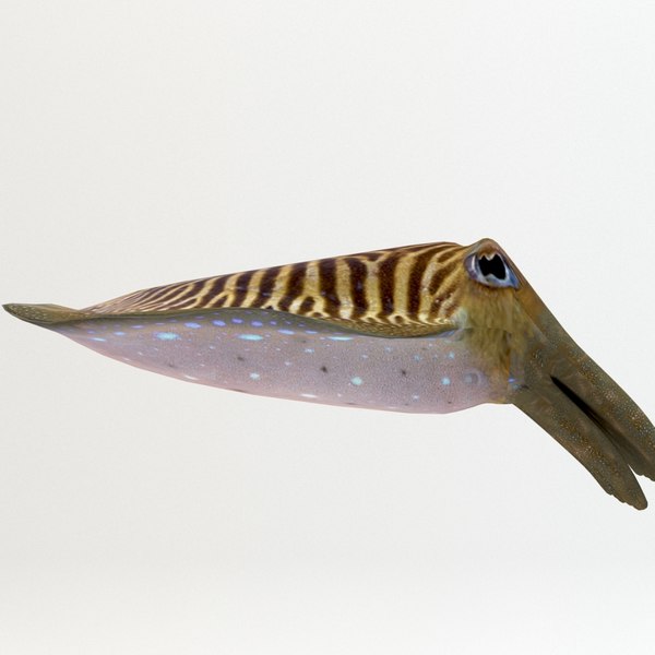 3d cuttlefish fish