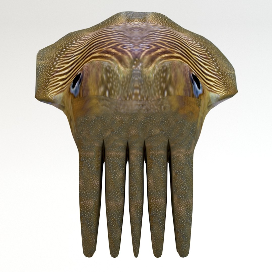 3d Cuttlefish Fish
