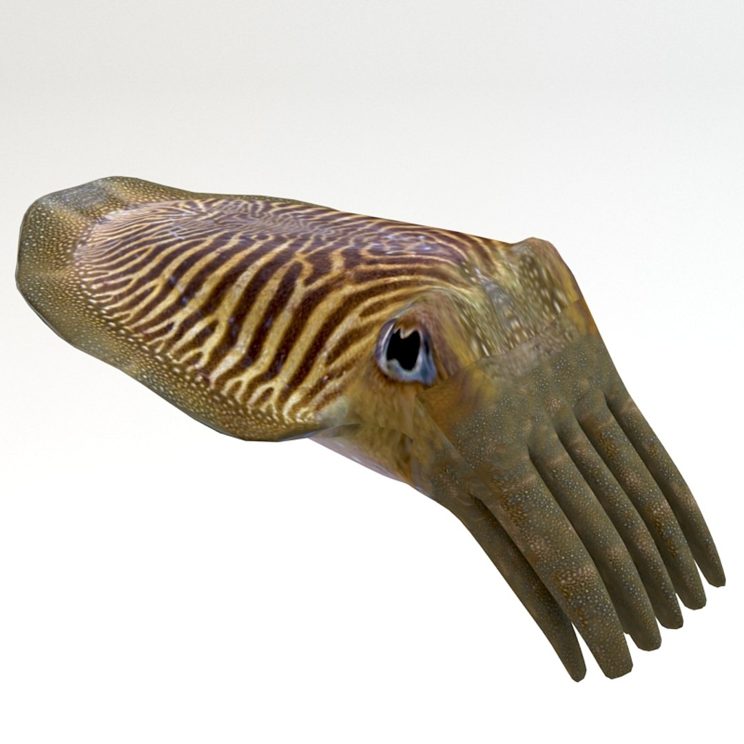 3d Cuttlefish Fish