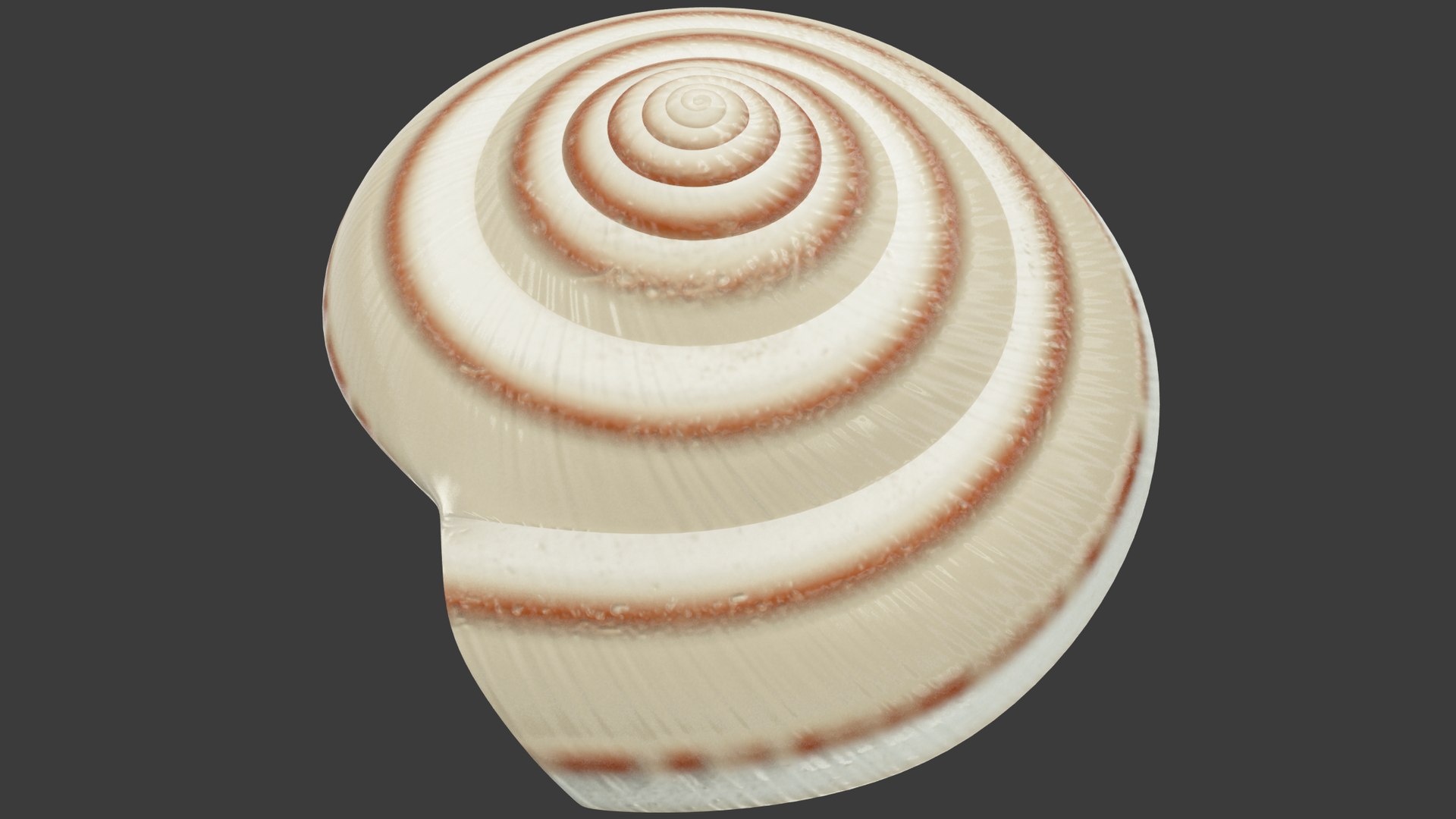 3D Model Seashell Real - TurboSquid 1625578