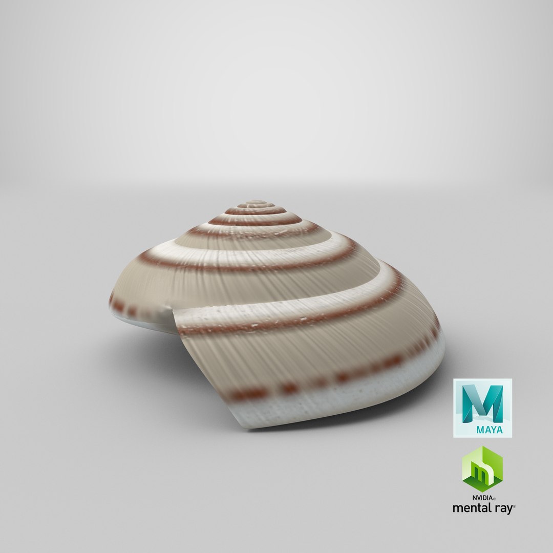 3D model seashell real - TurboSquid 1625578