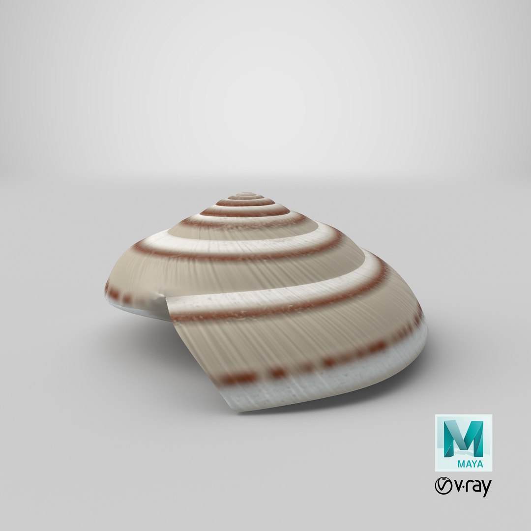 3D model seashell real - TurboSquid 1625578