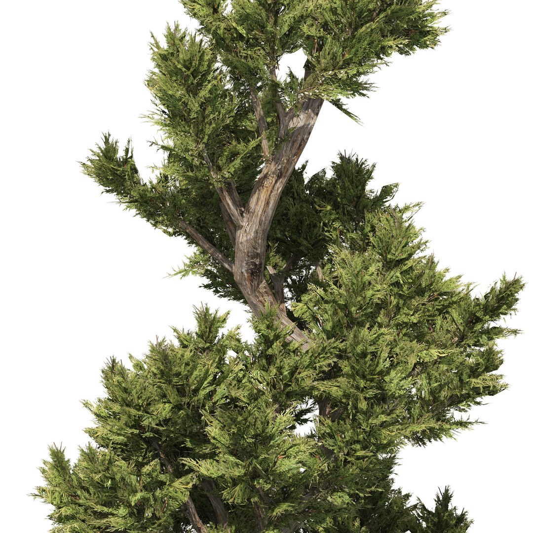 Juniper Topiary Trees Juniperus 3D Model - TurboSquid 1969840