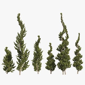 Download Free & Premium Juniper Tree 3D Models | TurboSquid