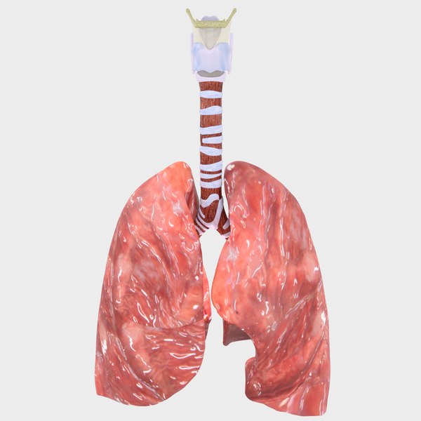 Human Lungs Real