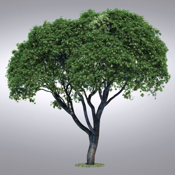 hi realistic series tree 3d max