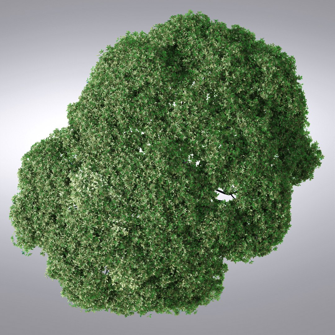 Hi Realistic Series Tree 3d Max