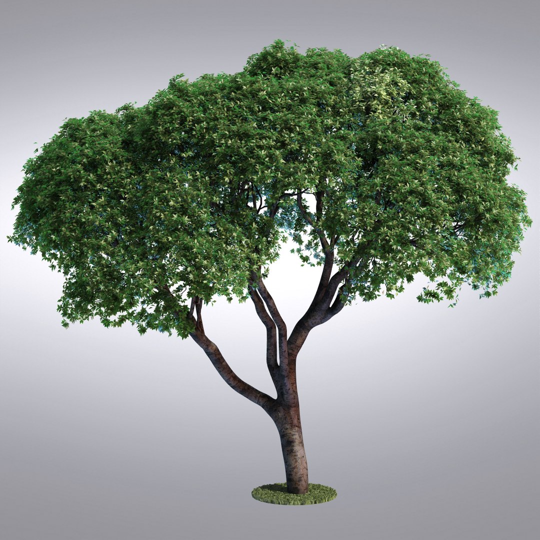 Hi Realistic Series Tree 3d Max