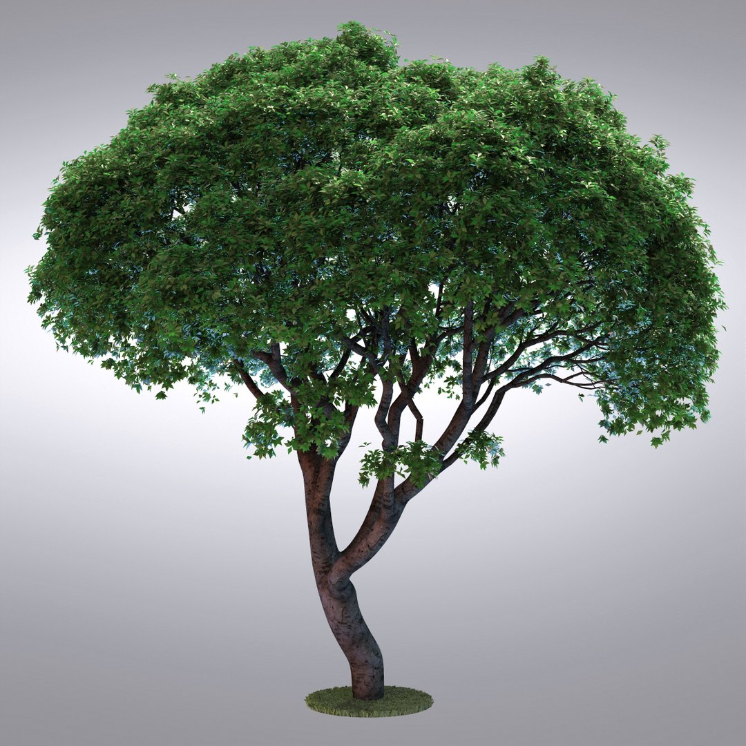 Hi Realistic Series Tree 3d Max