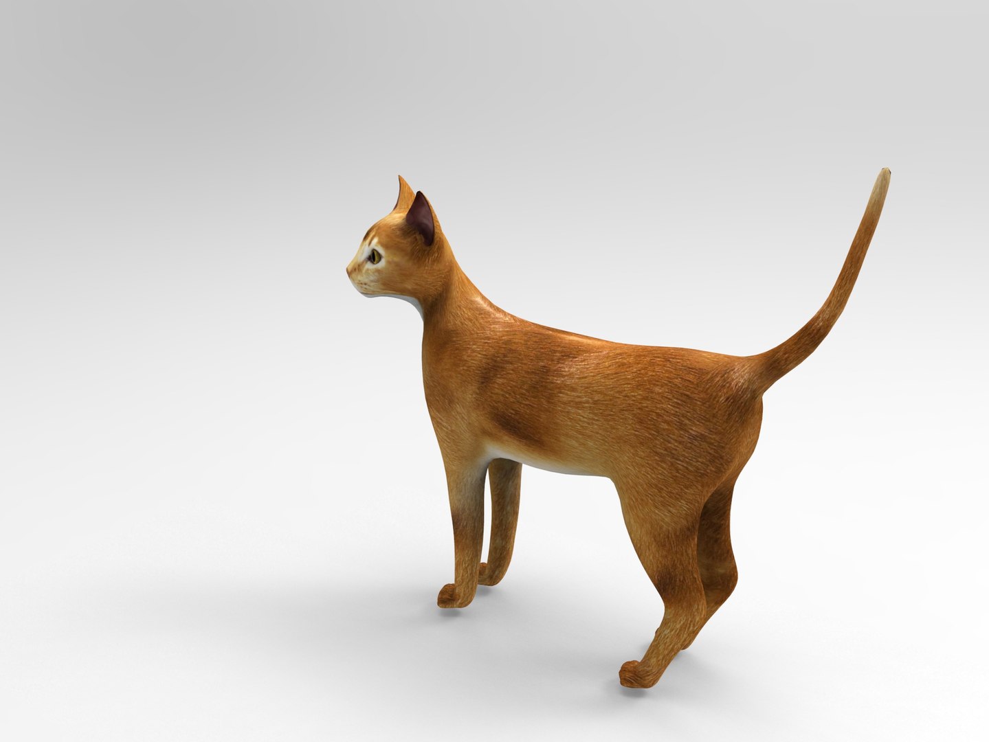 cat rigged 3d model