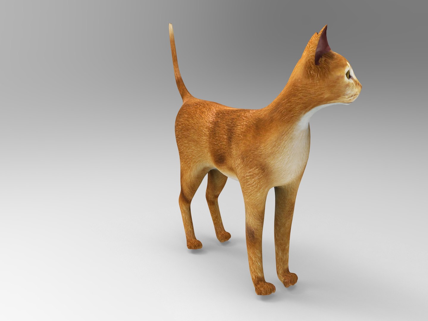 cat rigged 3d model