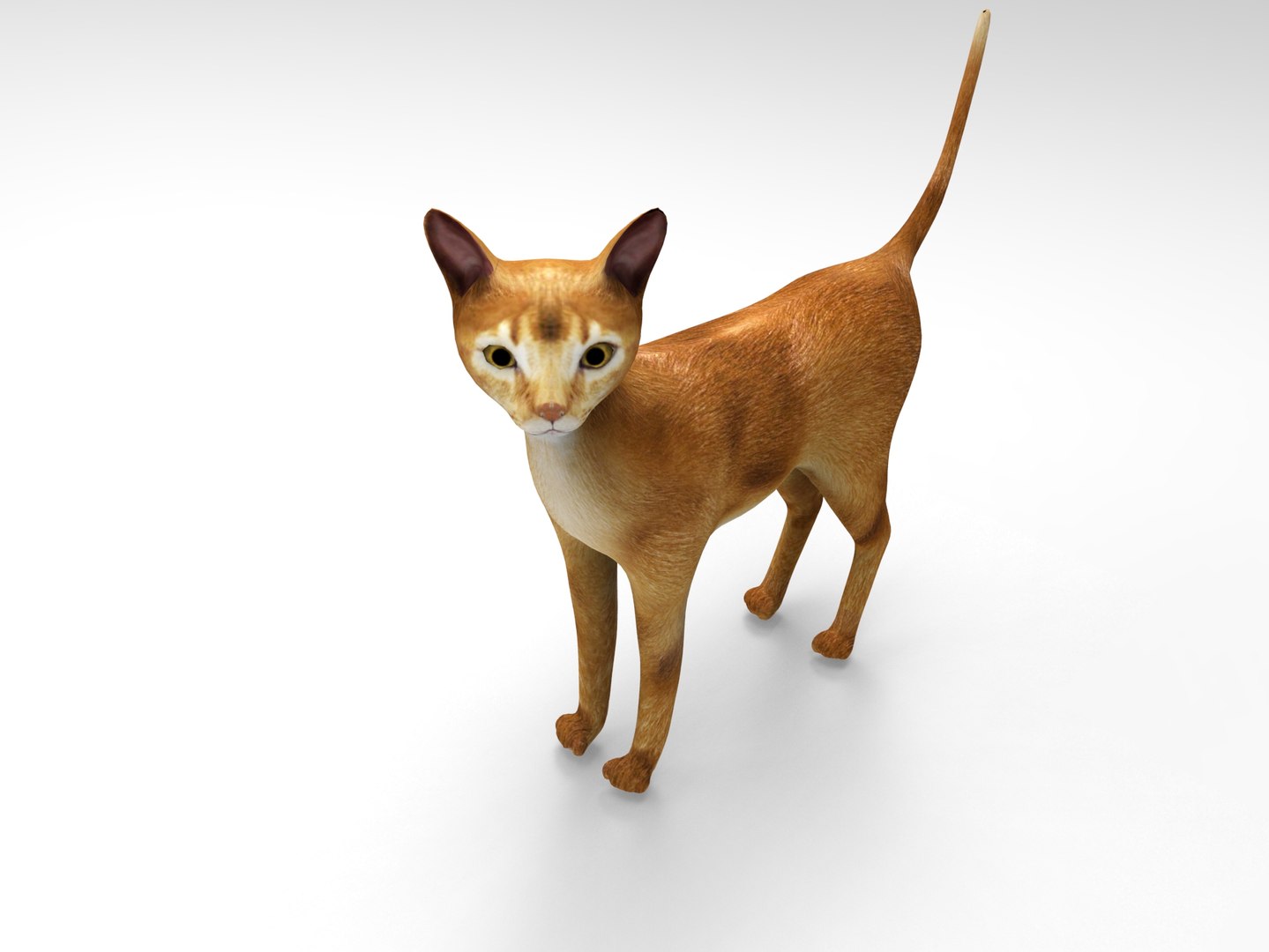 cat rigged 3d model