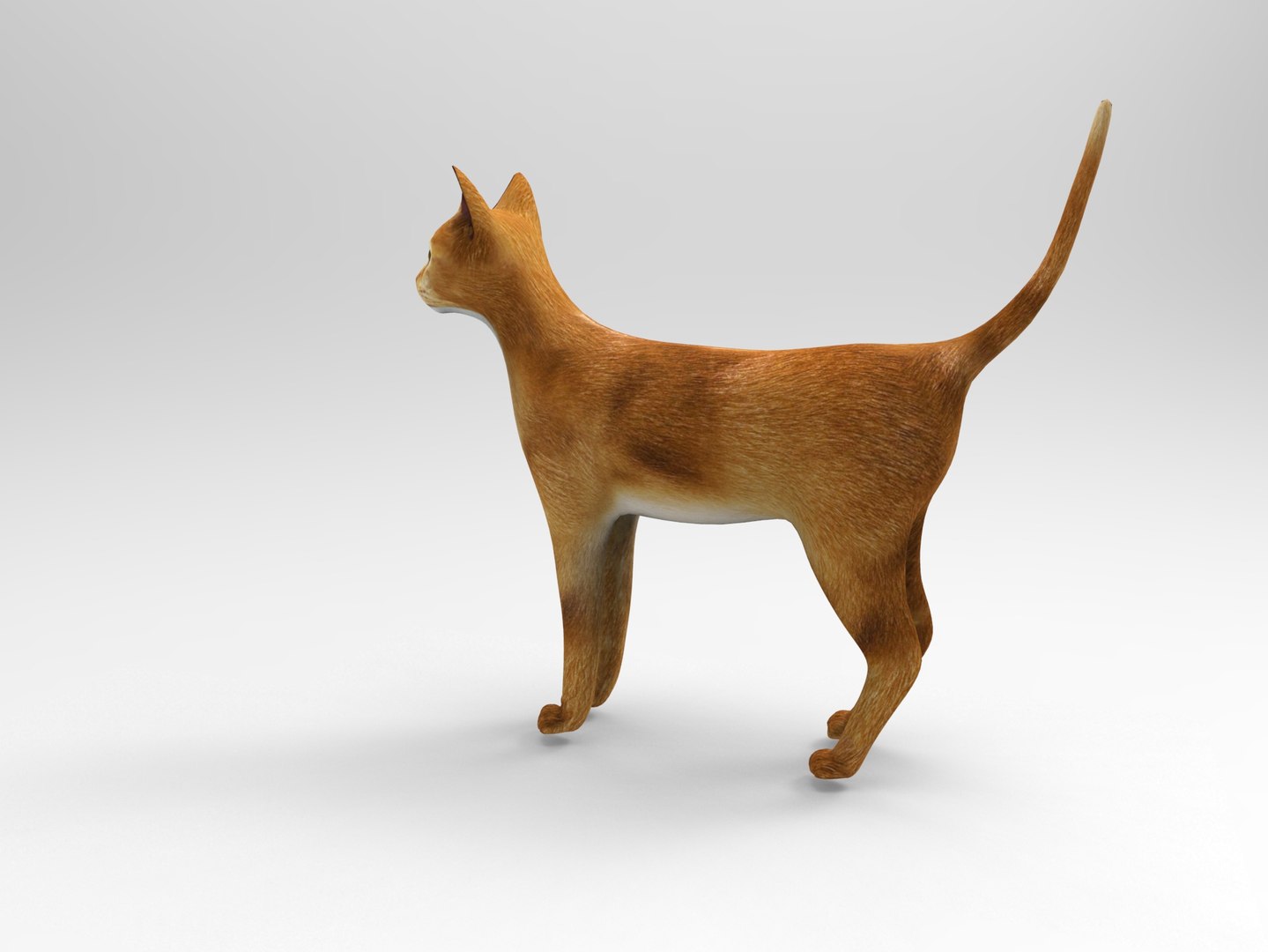 cat rigged 3d model