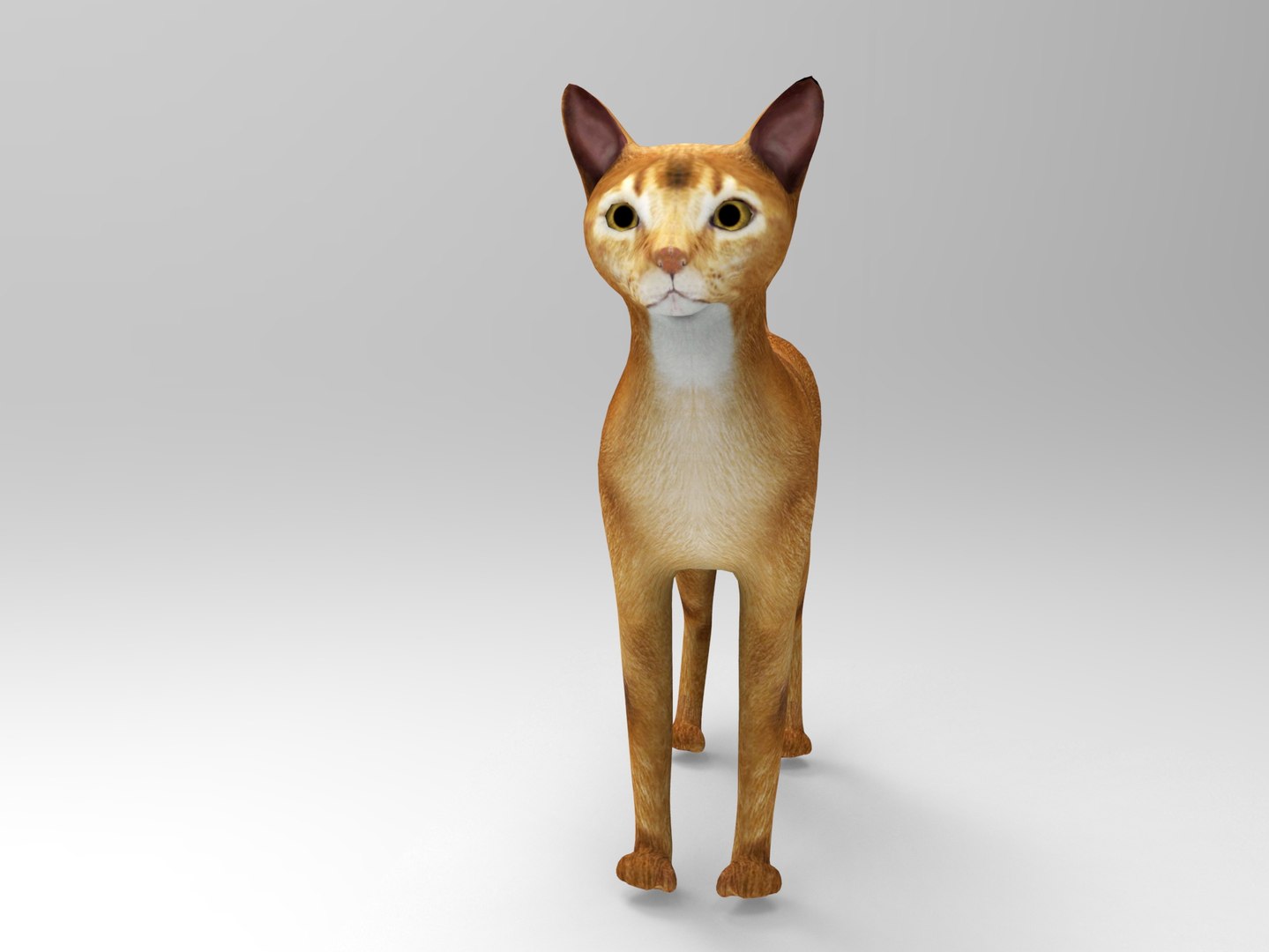 cat rigged 3d model