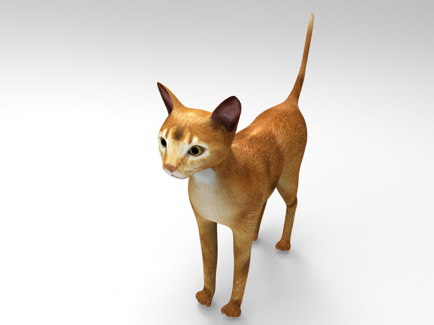 cat rigged 3d model