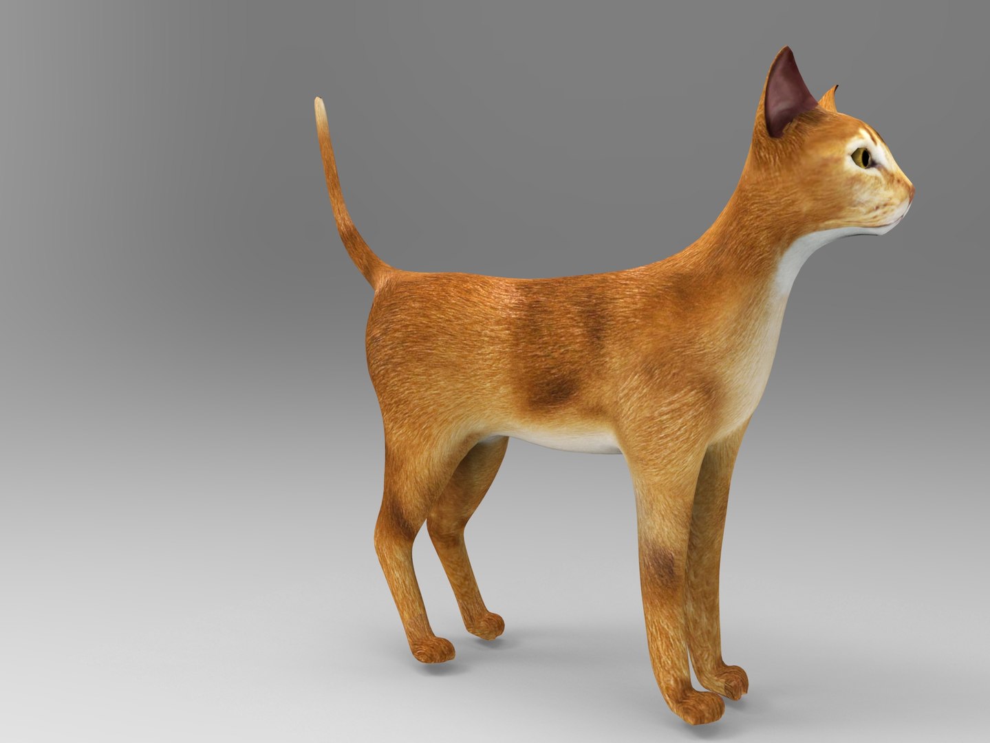 cat rigged 3d model