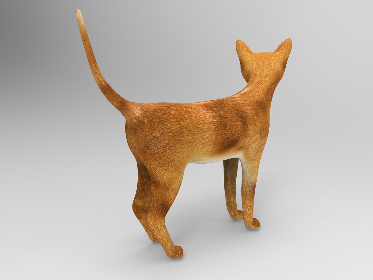 cat rigged 3d model