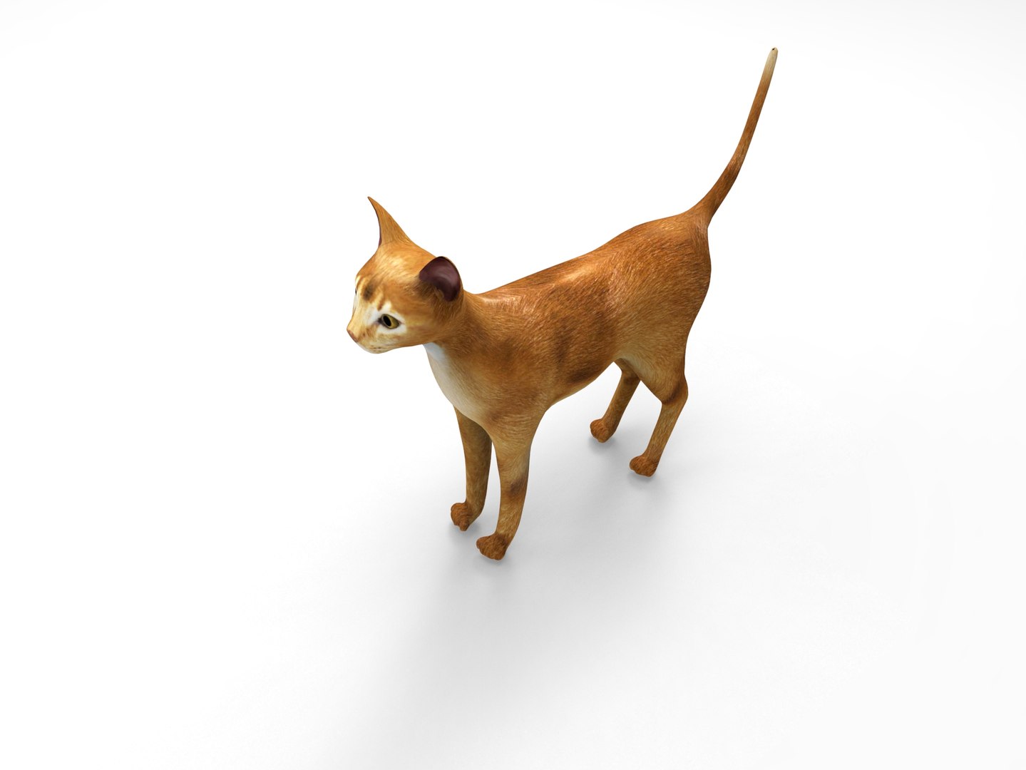 cat rigged 3d model