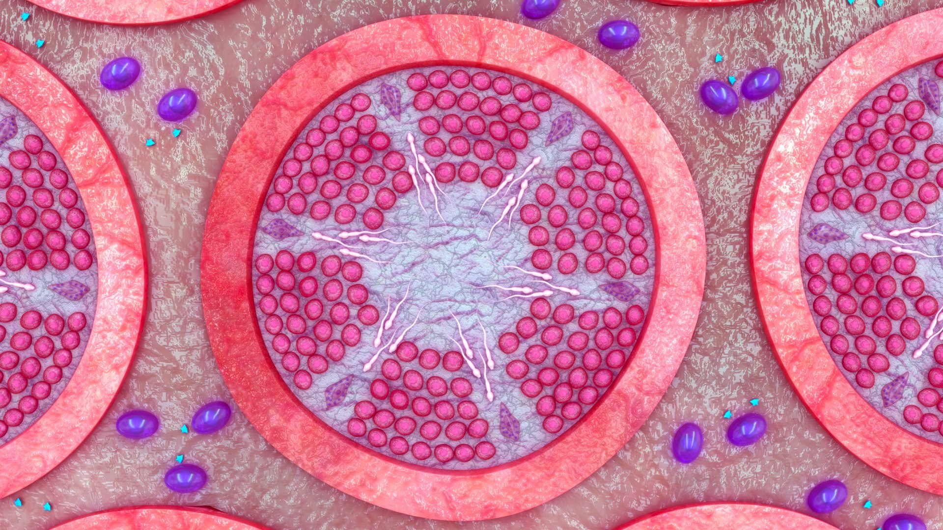 3D Leydig Cells Testicular Interstitial Cells - TurboSquid 2192420