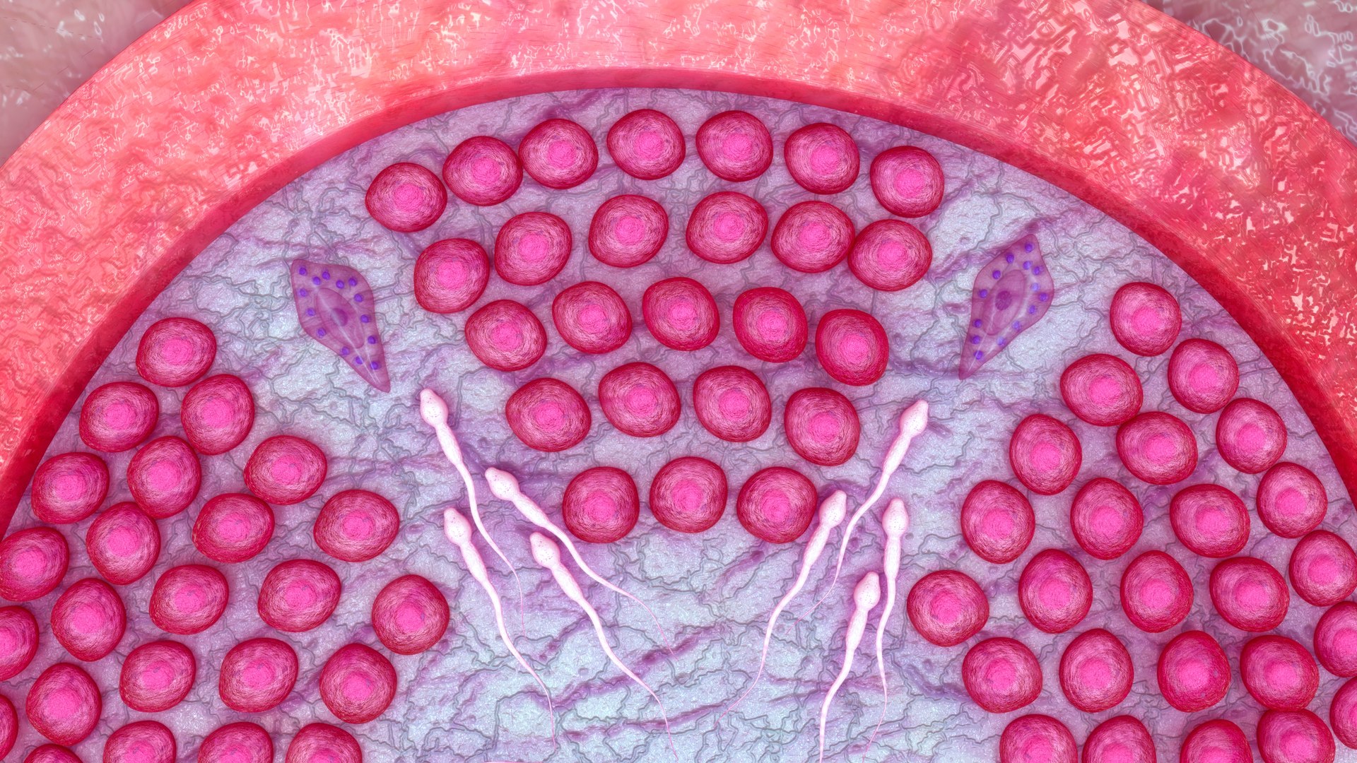 3d Leydig Cells Testicular Interstitial Cells Turbosquid 2192420