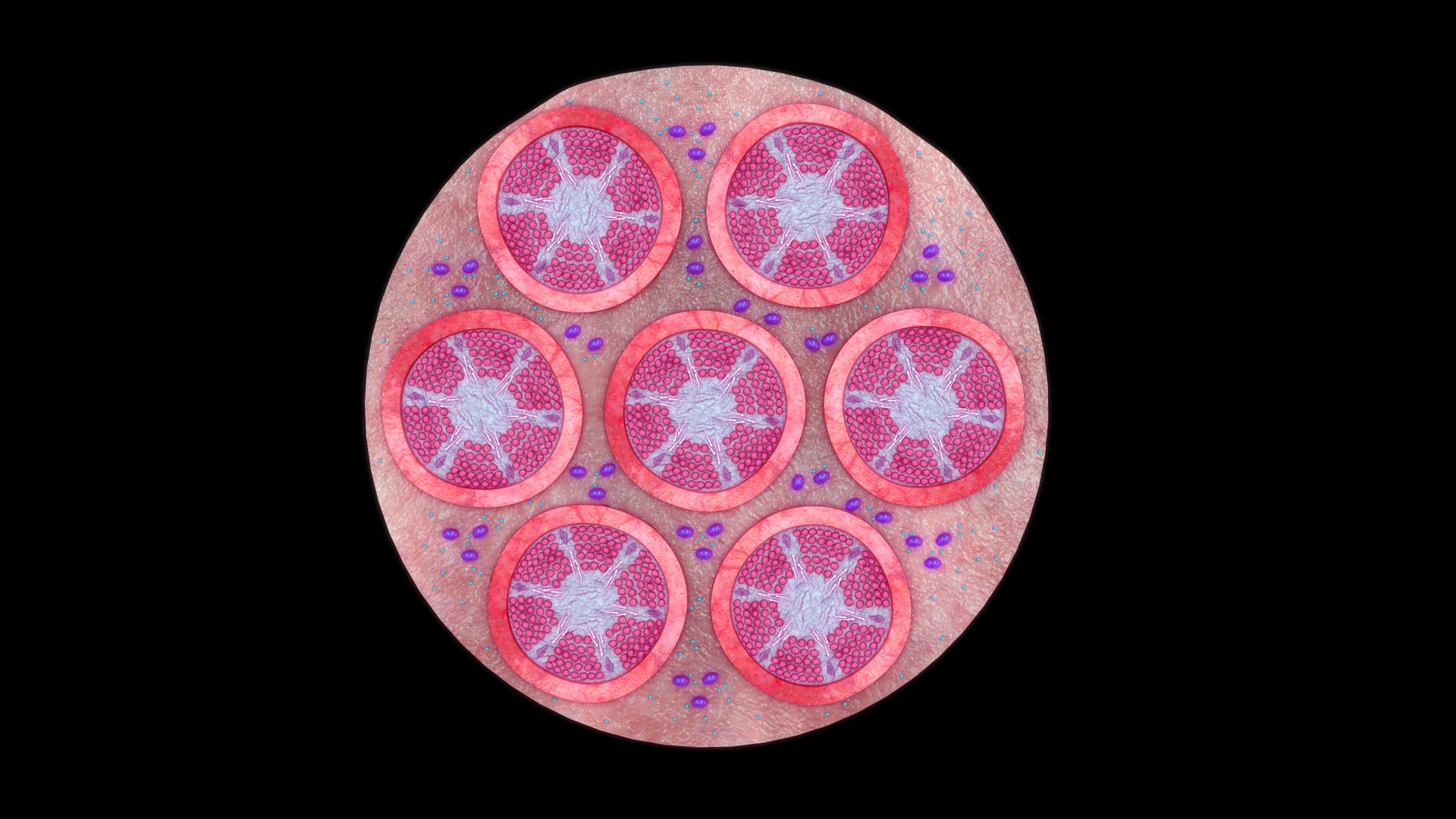 3D Leydig Cells Testicular Interstitial Cells - TurboSquid 2192420