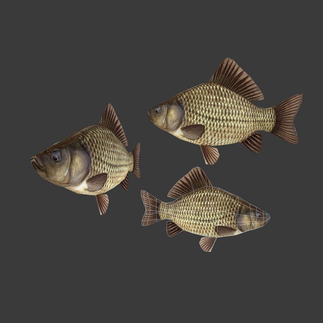Carp Fish 3D Model - TurboSquid 1381282