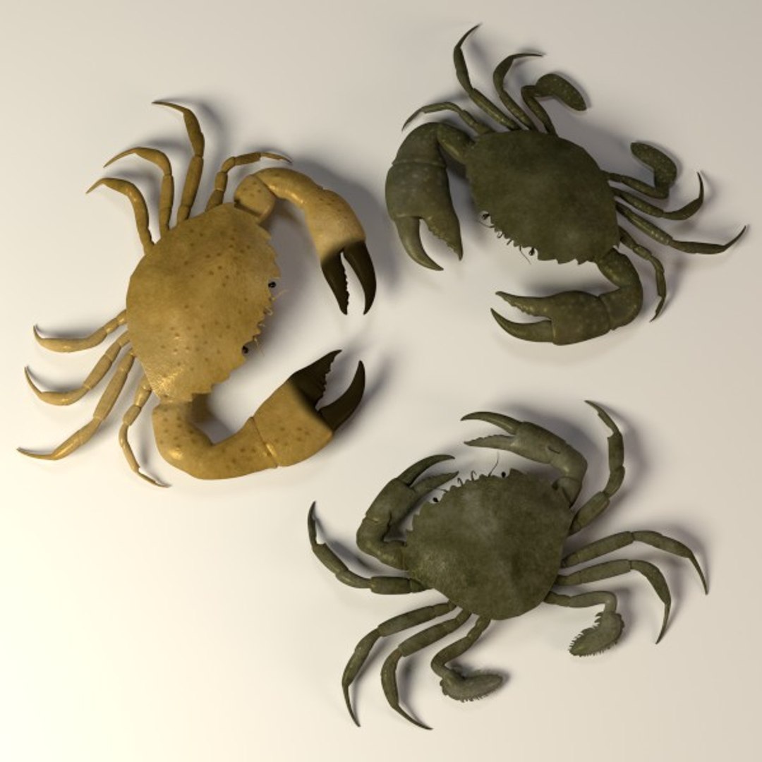 3d crabs model
