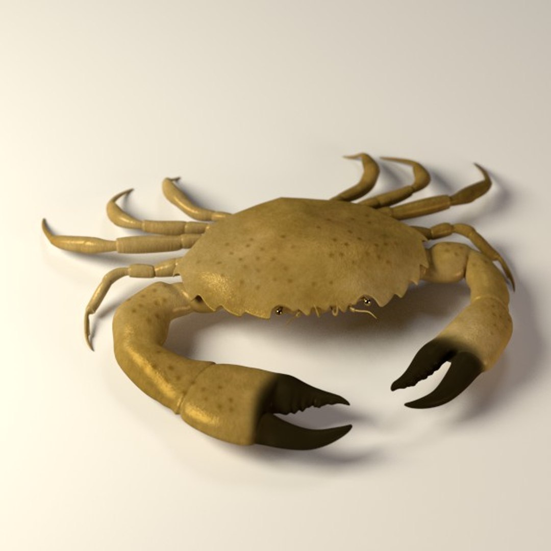 3d crabs model