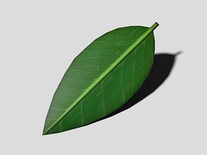 3d green leaf