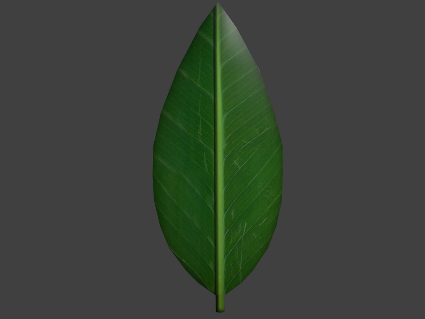 Green Leaf 3d Model