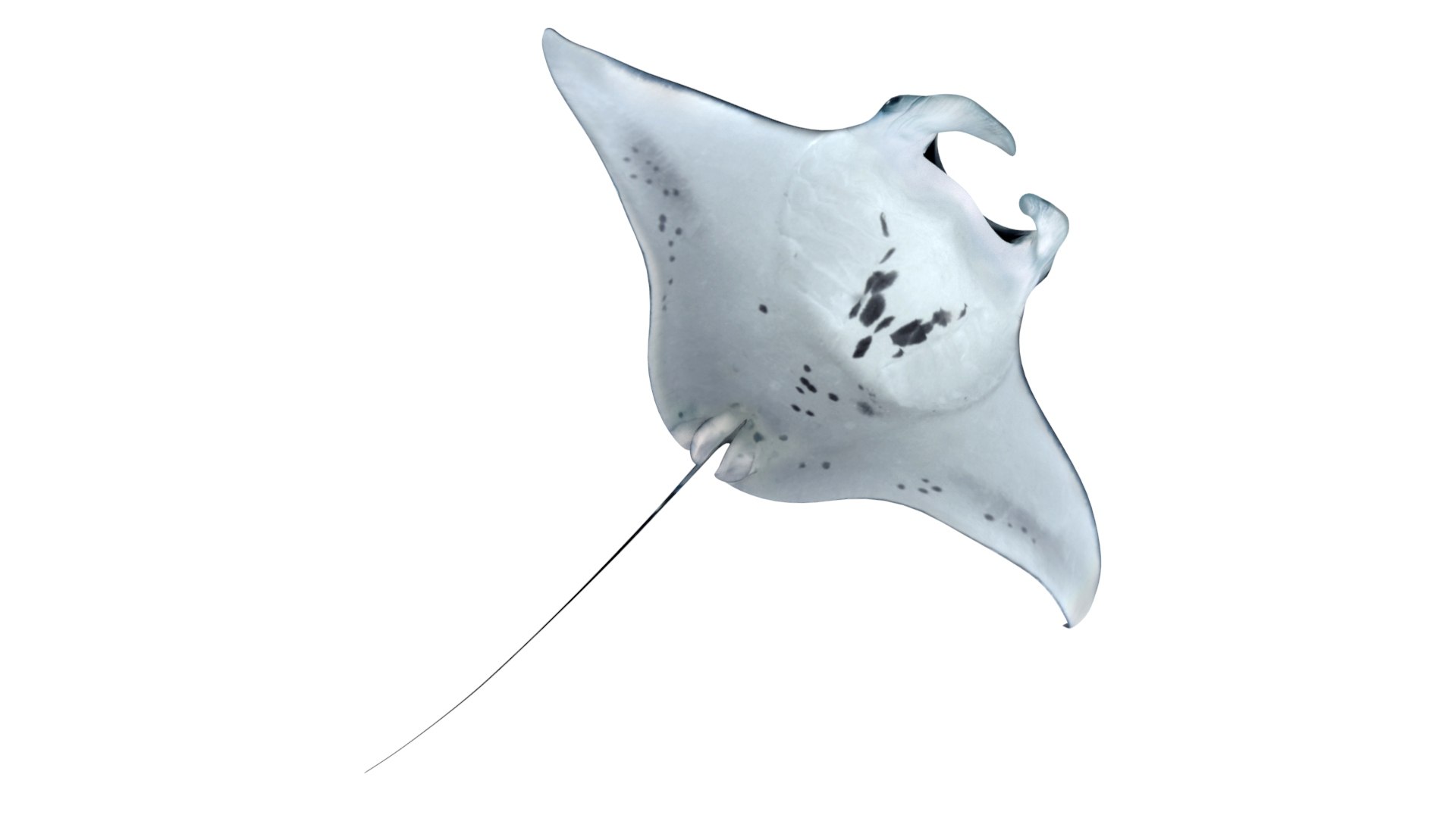 Giant Manta Ray 3D Model - TurboSquid 2240027