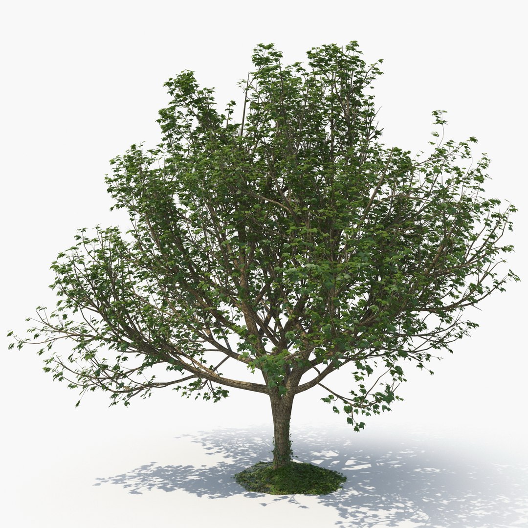 3D Realistic Tree - TurboSquid 1192149